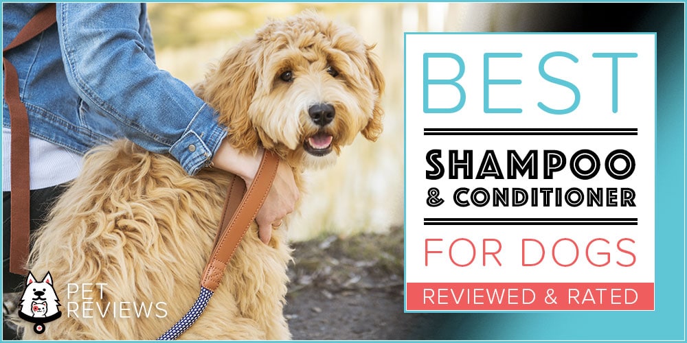 7 Best Dog Shampoos With Our 2026 Budget-Friendly Pick