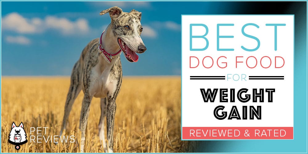 10 Best Dog Foods (High Calorie) to Gain Weight and Muscle in 2024