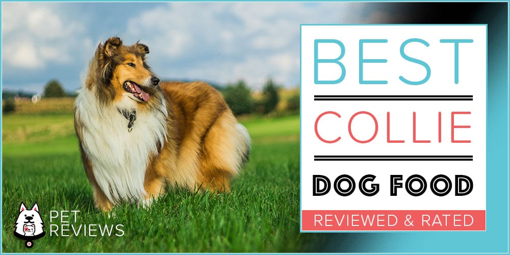 The 15 Best Dog Foods for Collies: Our 2024 In-Depth Feeding Guide