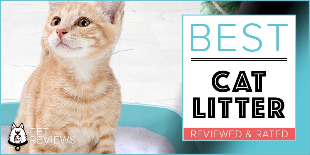 9 Best Cat Litters With Our 2024 Top Rated Budget-Friendly Pick