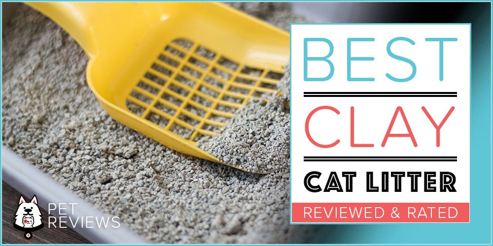 7 Best Clay Cat Litters With Our 2024 Budget-Friendly Pick