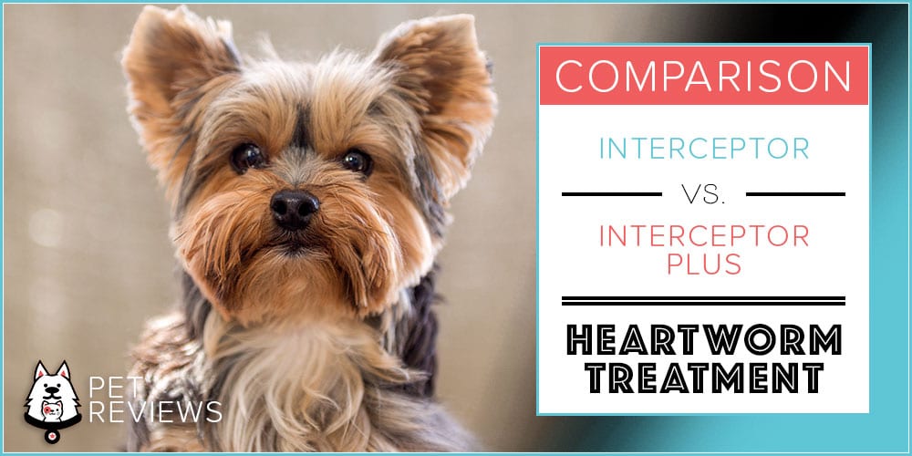 Interceptor vs. Interceptor Plus For Dogs: Our Guide To Which Is Better