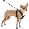 11 Best Harnesses For Poodles: Standard and Miniature Poodles Picks
