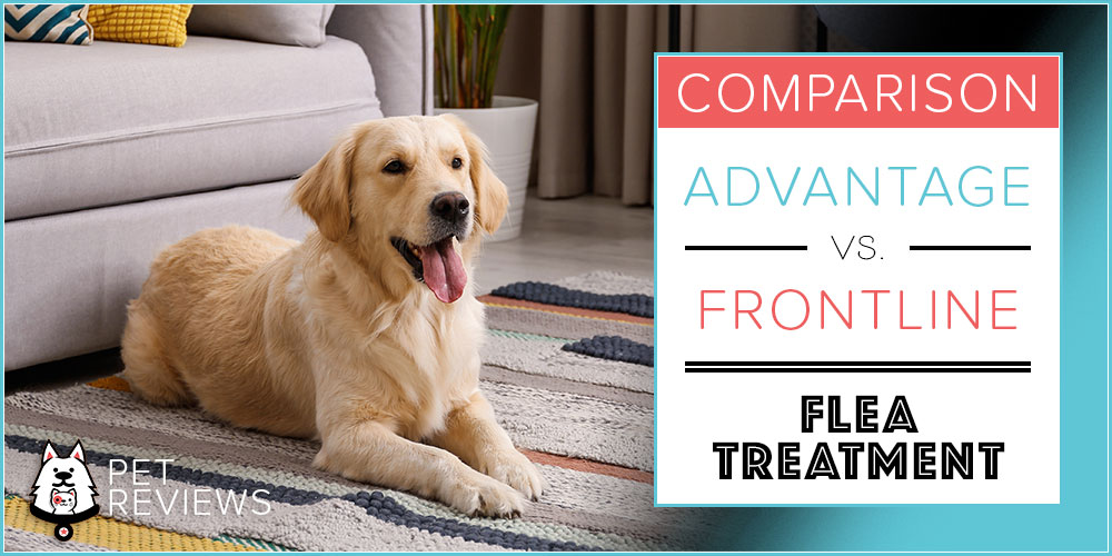 Advantage vs. Frontline: 2024 Comparison and Key Differences