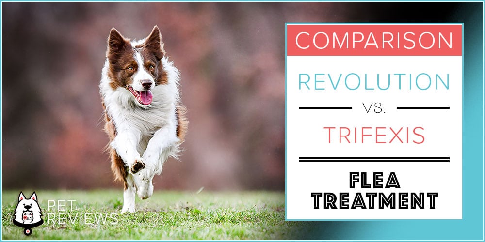 Revolution vs. Trifexis: 2025 Comparison and Key Differences