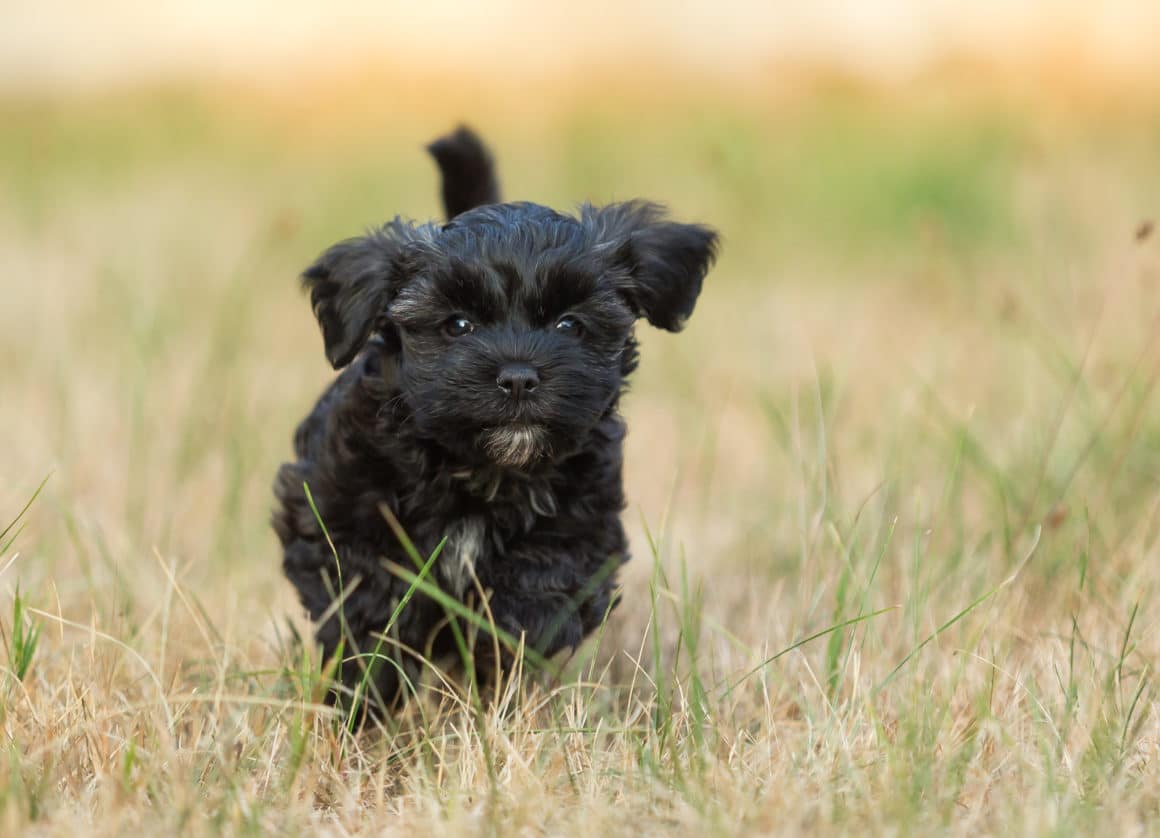 What is the Best Dog Food for Havanese?