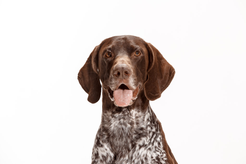8 Best Dog Toys for German Shorthaired Pointers in 2024