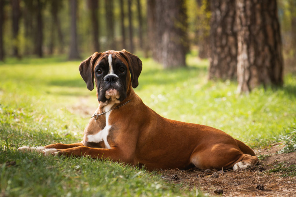 8 Best Dog Toys for Boxers in 2024