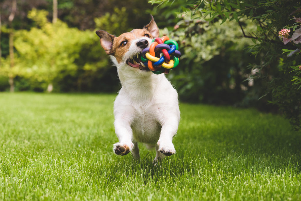 8 Best Foods to Feed a Toy Breed Dog