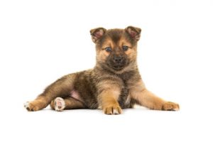 Pomsky Breed Profile, Fun Facts and Common Health Problems